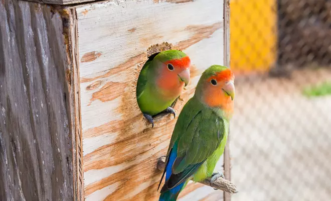 Déi positiv an negativ Bedeitung vun Ären Dreem mat Parakeeten