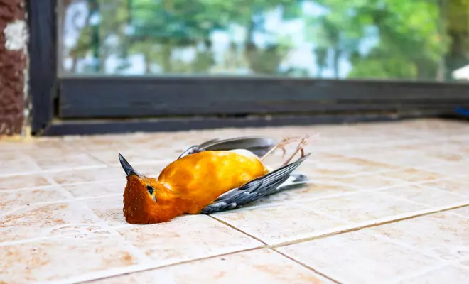 Значението на сънуването на мъртви птици