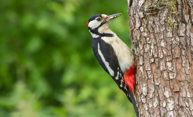 Le uiga o le miti o se woodpecker: faailoga o le manuia