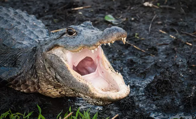 Aligator batekin ametsaren esanahia: naturarekin kontaktuan