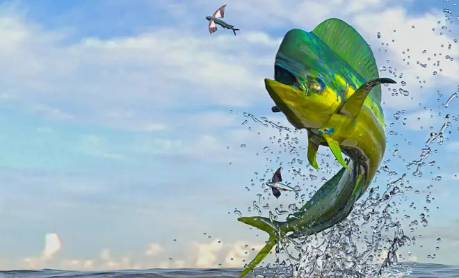 O significado de soñar con peixes voadores