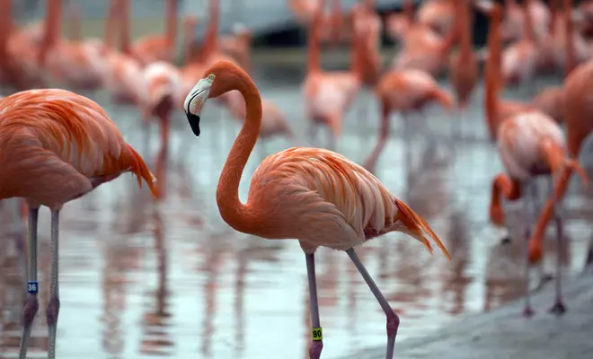 Ma'anar mafarkin flamingos