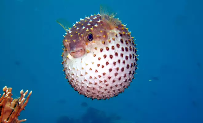 O significado de soñar cun peixe globo