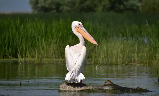De betekenis van dromen van een pelikaan