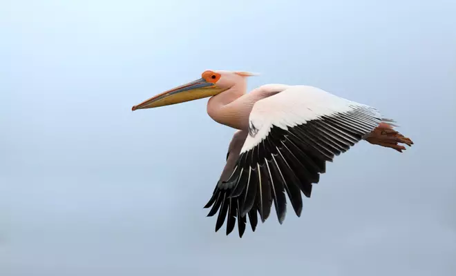 Cad a chiallaíonn sé a aisling pelican?