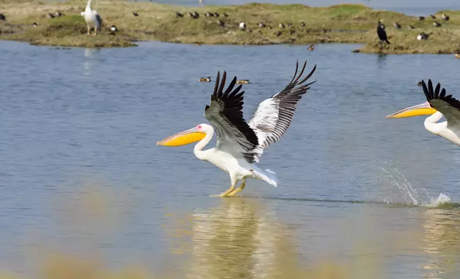 Verschillende betekenissen van dromen van een pelikaan