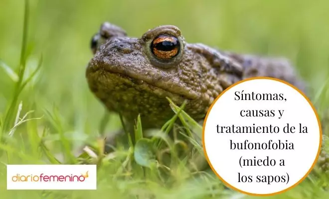 Buphonophobia (두꺼비에 대한 두려움) : 증상, 원인 및 치료