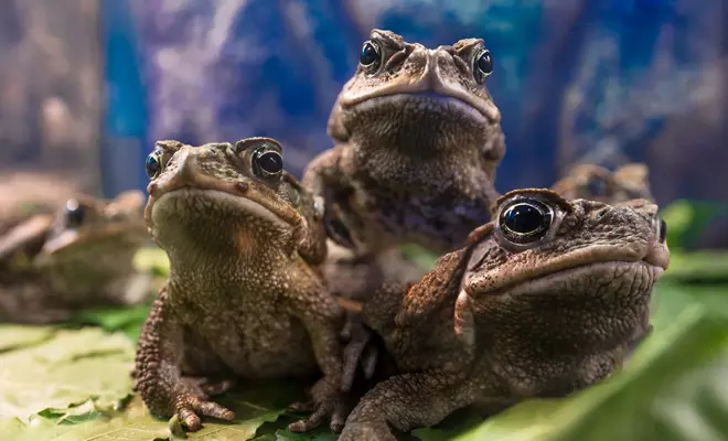toads جي خوف جي علامات، سبب ۽ علاج