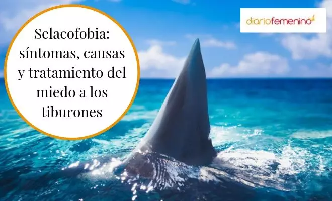 Selachophobia: 상어 공포증에 대한 놀라운 설명