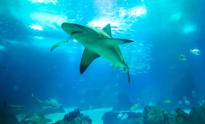 Симптоми, причини и третман на страв од ајкули