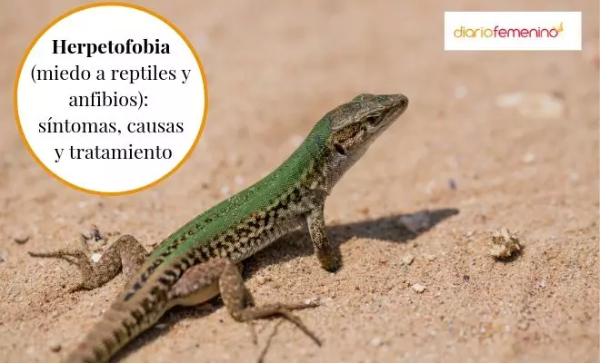Herpetophobia (takut pada reptil dan amfibi): lebih umum dari yang Anda kira