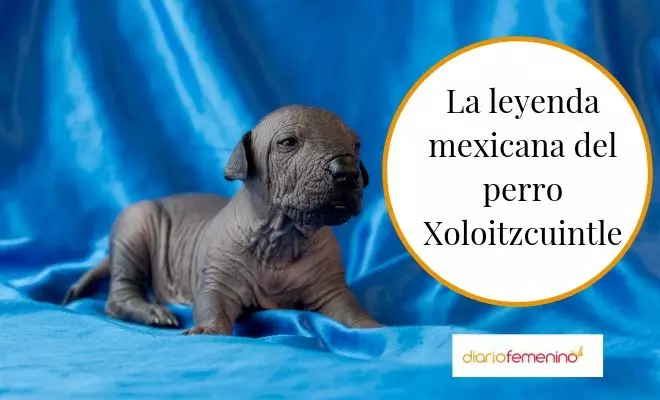 The Méksiko legenda Xoloitzcuintle: anjing Aztec satia tur gaib