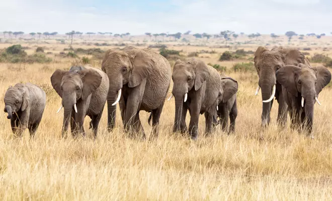 De onde saíron os elefantes? Esta lenda africana explícao