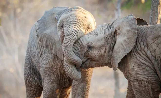非洲傳說中解釋大象的美麗起源