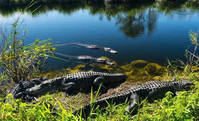 Die geloof van die krokodille en die heilige water van die Antañavo-meer