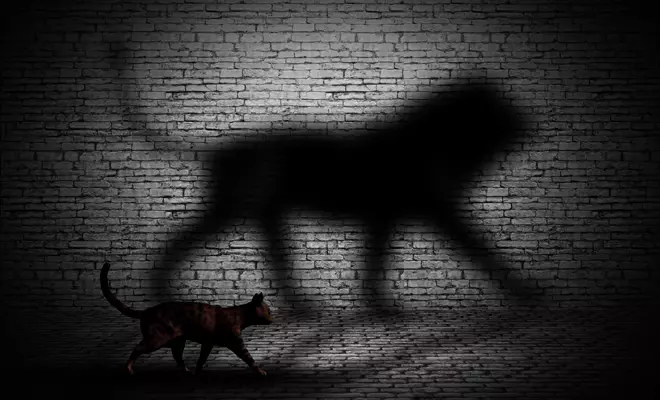 Memimpikan bayang haiwan: selesaikan keraguan anda