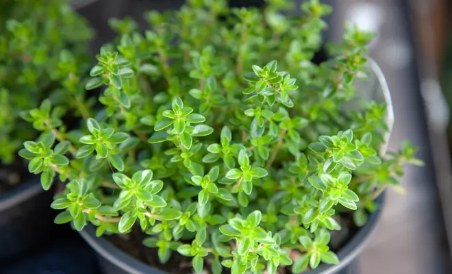 Thyme can help you get rid of cough problems