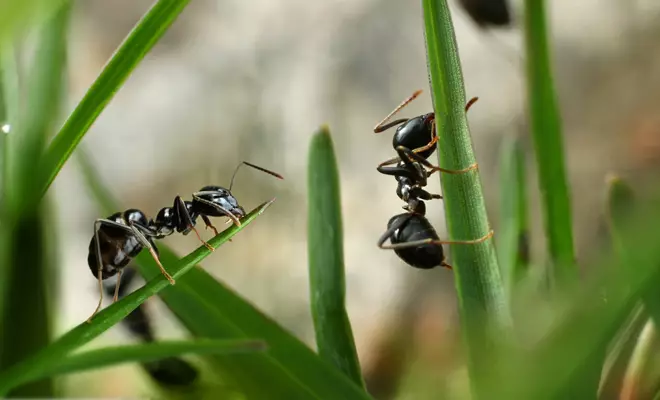 Varování, které byste měli mít na paměti, když sníte, že zabijete mravence