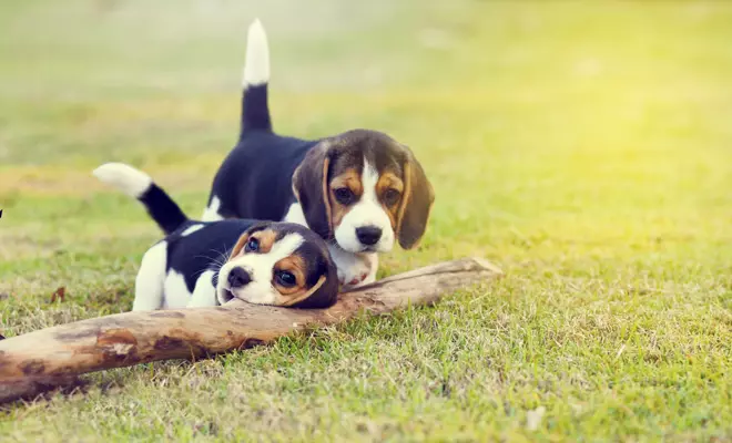 Ëndërrimi i një beagle: ana juaj më e shoqërueshme