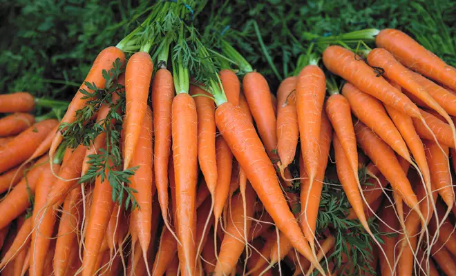Rêver de carottes : toutes ses significations positives et négatives