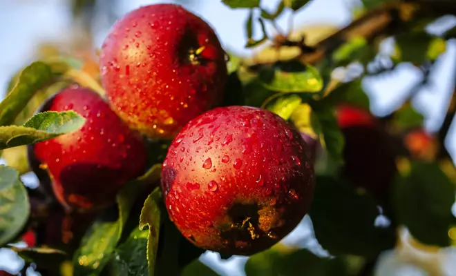 Sanjajte drveće puno jabuka