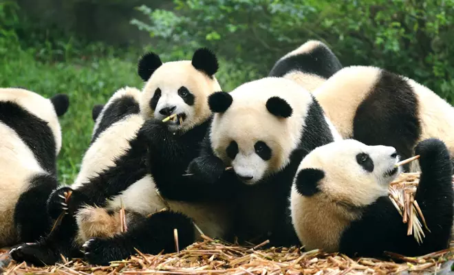 Панда аю турында хыяллануның матур мәгънәсе