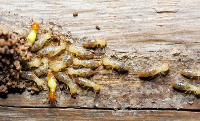 Neizvjesnost sanjanja termita: što se bojite izgubiti?