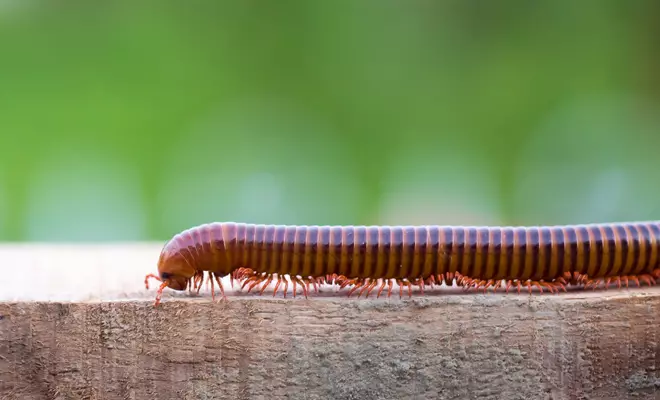 The meaning of dreaming of a centipede