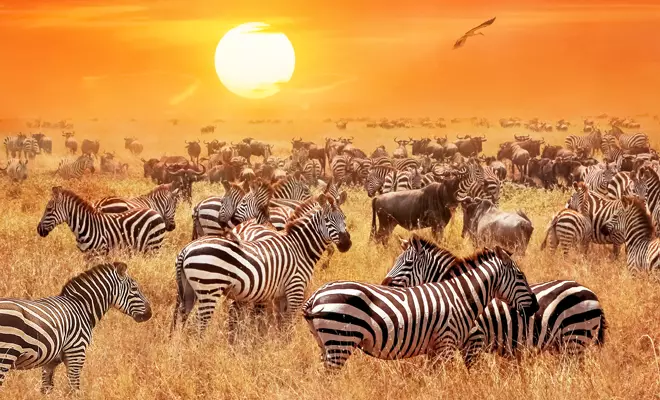 Ang kahulogan sa pagdamgo sa mga zebra
