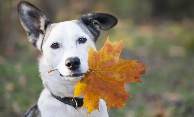 Μπορείτε να εμπνευστείτε από το φθινόπωρο για να επιλέξετε ένα καλό όνομα για τον σκύλο σας