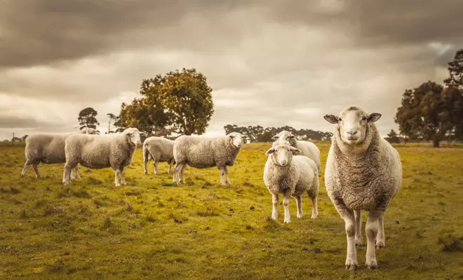 夢見一群羊：你順其自然嗎？