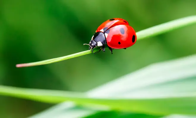 Moemiti o ladybugs: le manuia o nei iniseti i miti