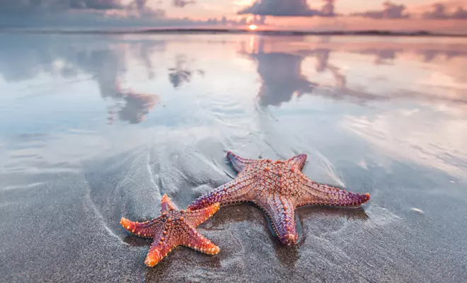 Sedema ku starfish di xewnên we de xuya dibin