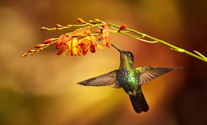 The meaning of dreaming of a hummingbird