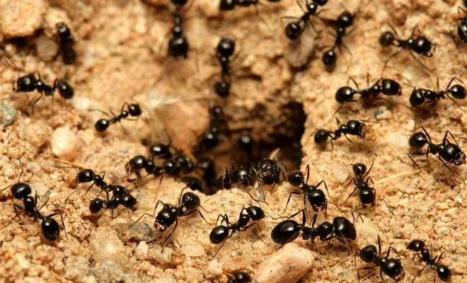 夢見螞蟻是什麼意思