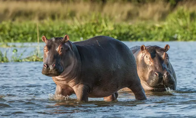 Înțeles de a visa la hipopotami