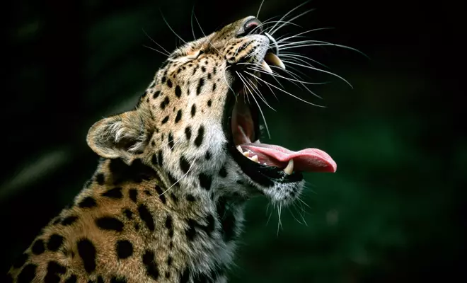 Significado de soñar con leopardos