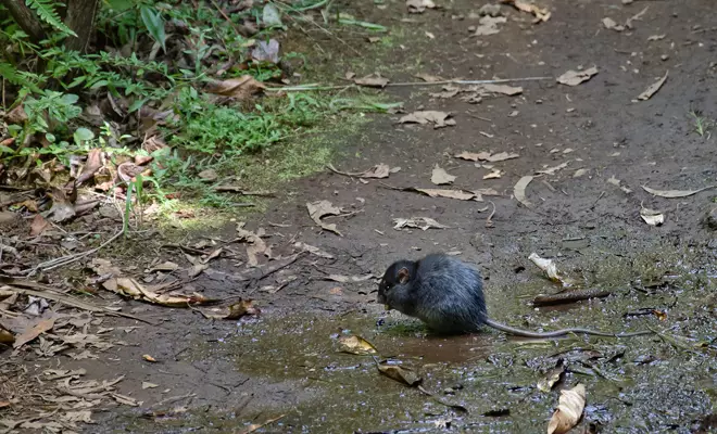 Visând șobolani negri: atenție la pericol