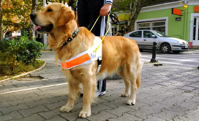 盲導犬を夢見ることの意味：助けが必要ですか？