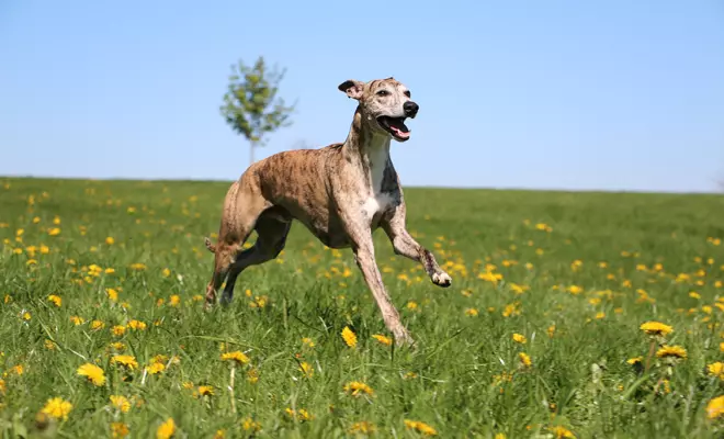 Maksud bermimpi tentang anjing greyhound: adakah anda tergesa-gesa?
