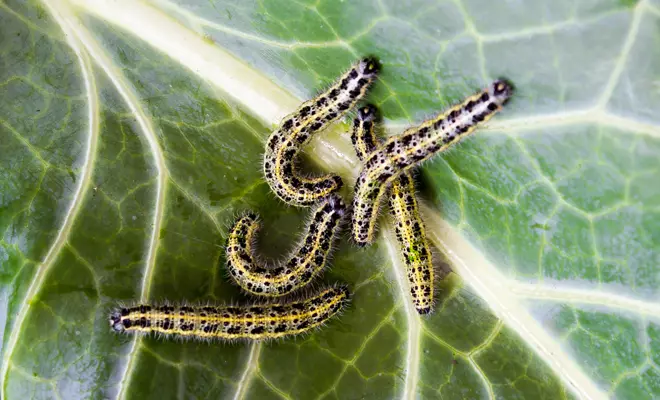 Hvad er årsagerne til frygten for orme?