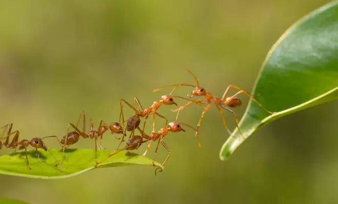 Ṣe o le bẹru awọn kokoro?